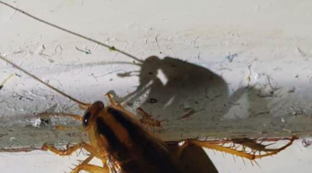 Cockroaches In Your House? - Country Life Pest Control