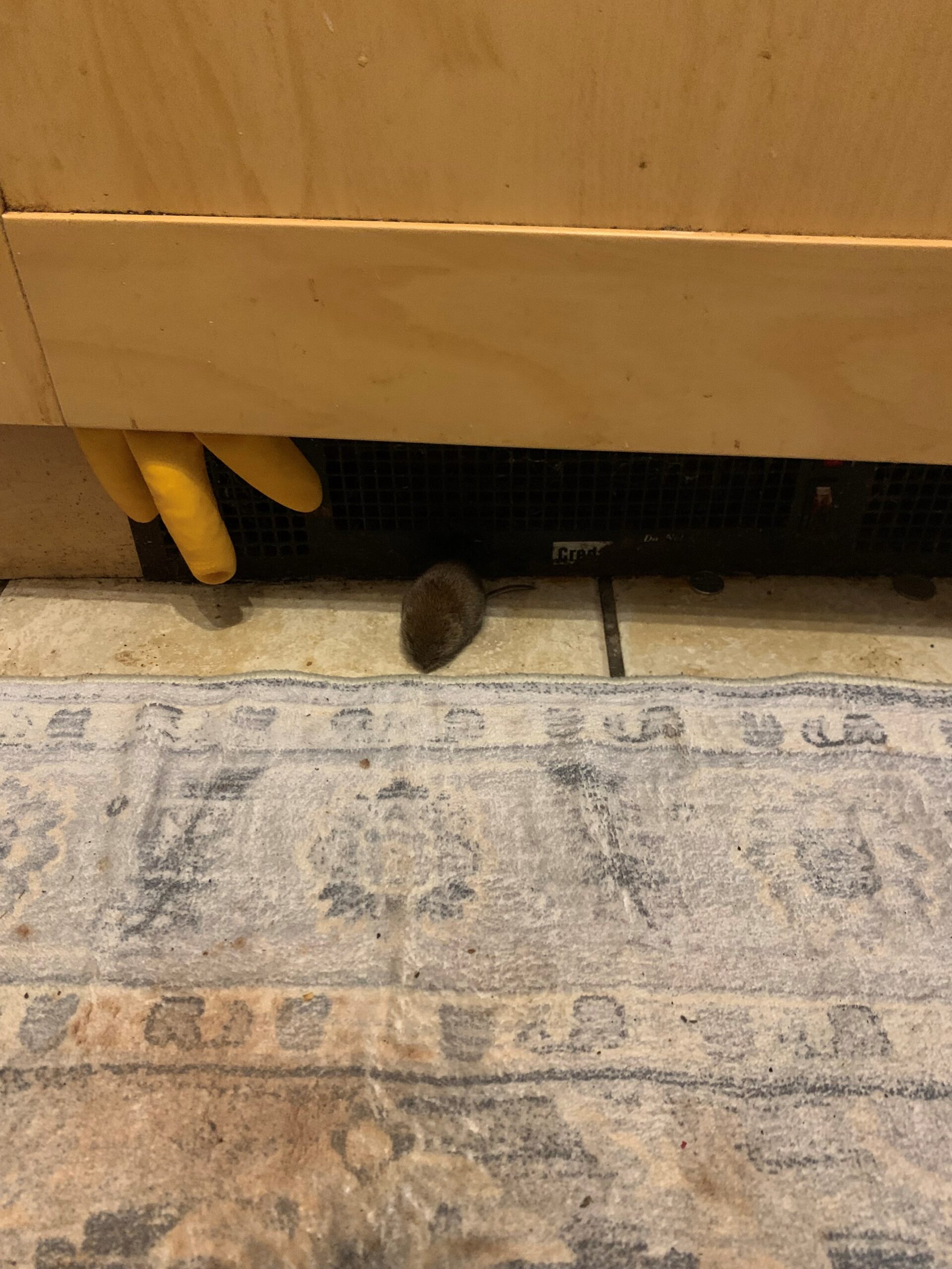 Signs of a Mouse Infestation - Country Life Pest Control